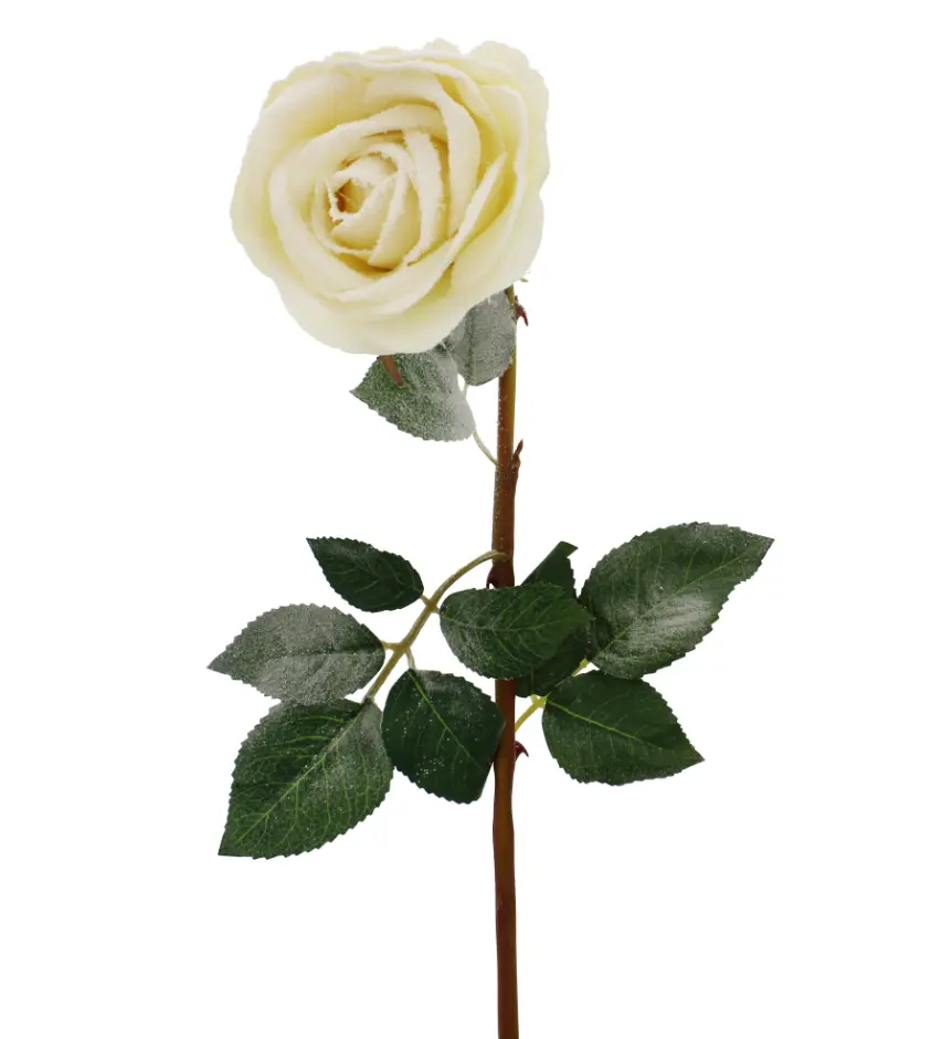 73cm white frosted rose stem with frosted leaves - Pennells Garden Centres