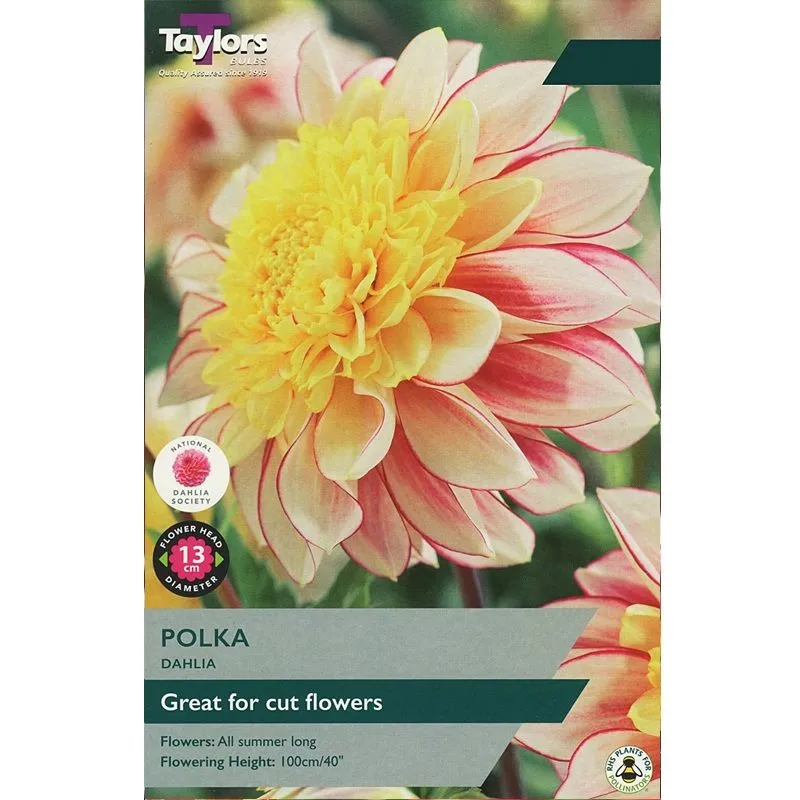 DAHLIA POLKA I P/P - Pennells Garden Centres