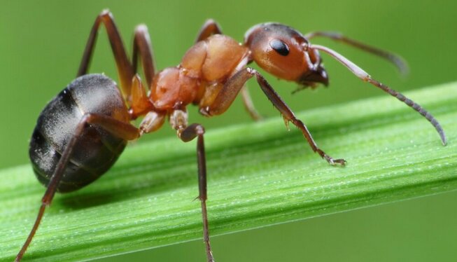 Pest Control - Pennells Garden Centres