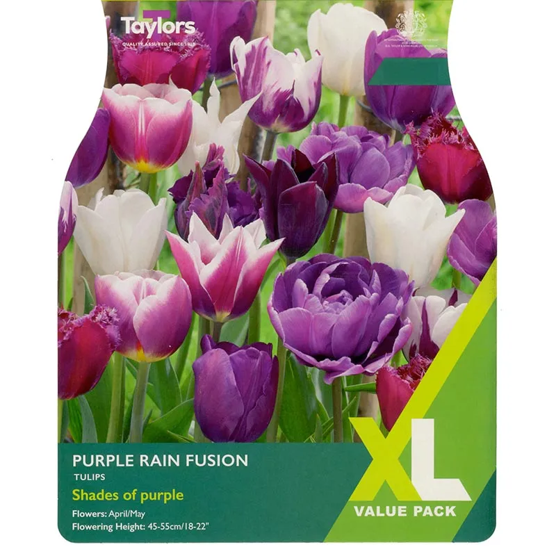 Tulip Purple Rain Fusion 10-11 Xl - Pennells Garden Centres